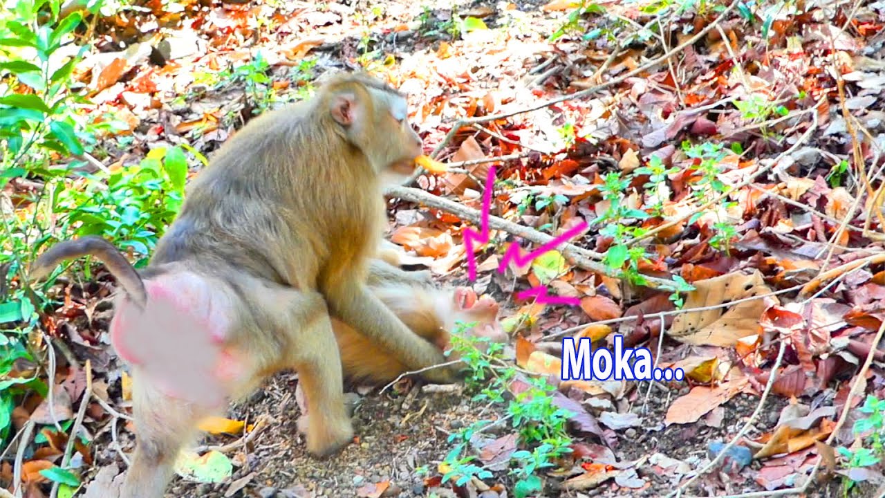 Unbelievable...Because mango, Monkey PINKA choose this way to tells monkey MOKA. - YouTube