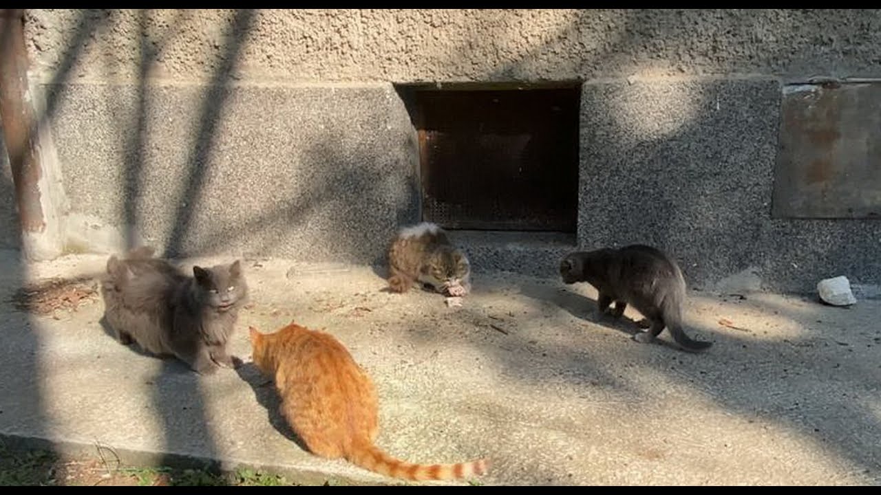 Cute Cat Eating delicious Chicken - YouTube