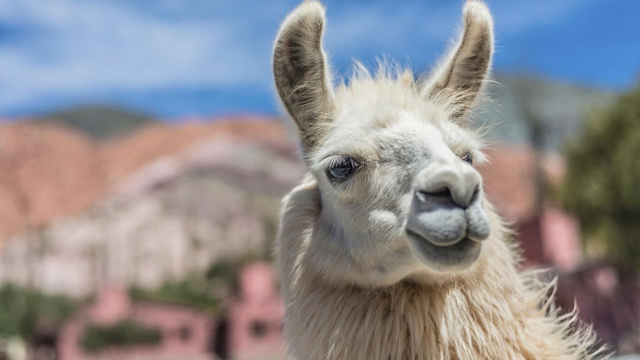 Cute Lama and Alpaca. Sounds of the Lama. Voice of the alpaka. What ...