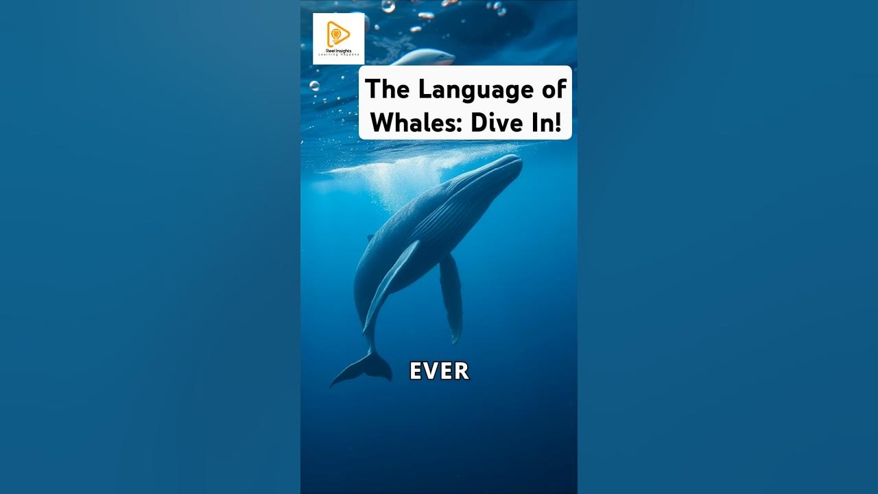 Unraveling the Secrets of Whale Communication!#whales # ...
