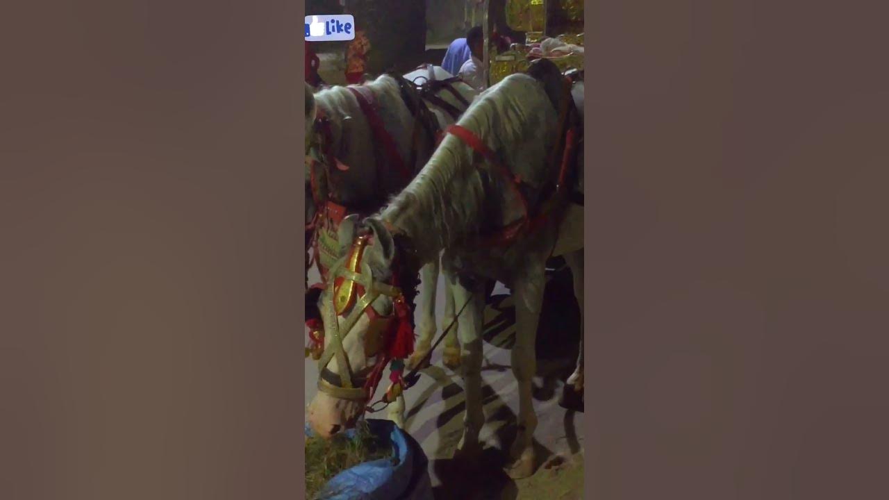 Horse Ride Horse Tanga Ghora Tanga Punjabi Vlogger Shorts horse-ride-horse-tanga-ghora-tanga-punjabi-vlogger-shorts