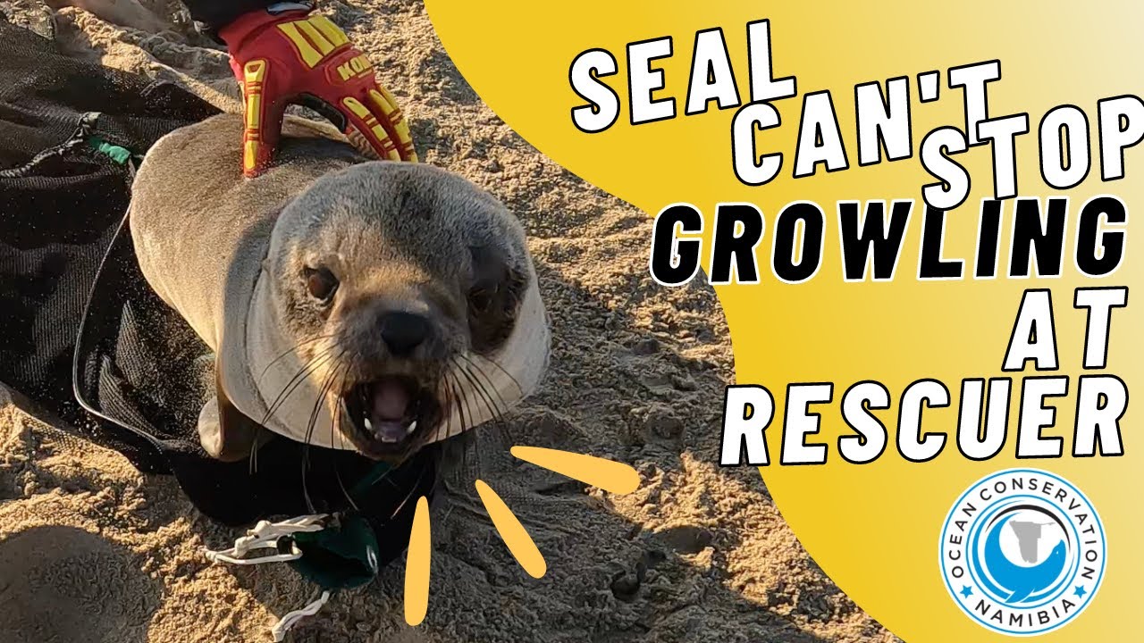 Seal can't stop growling at rescuer - YouTube