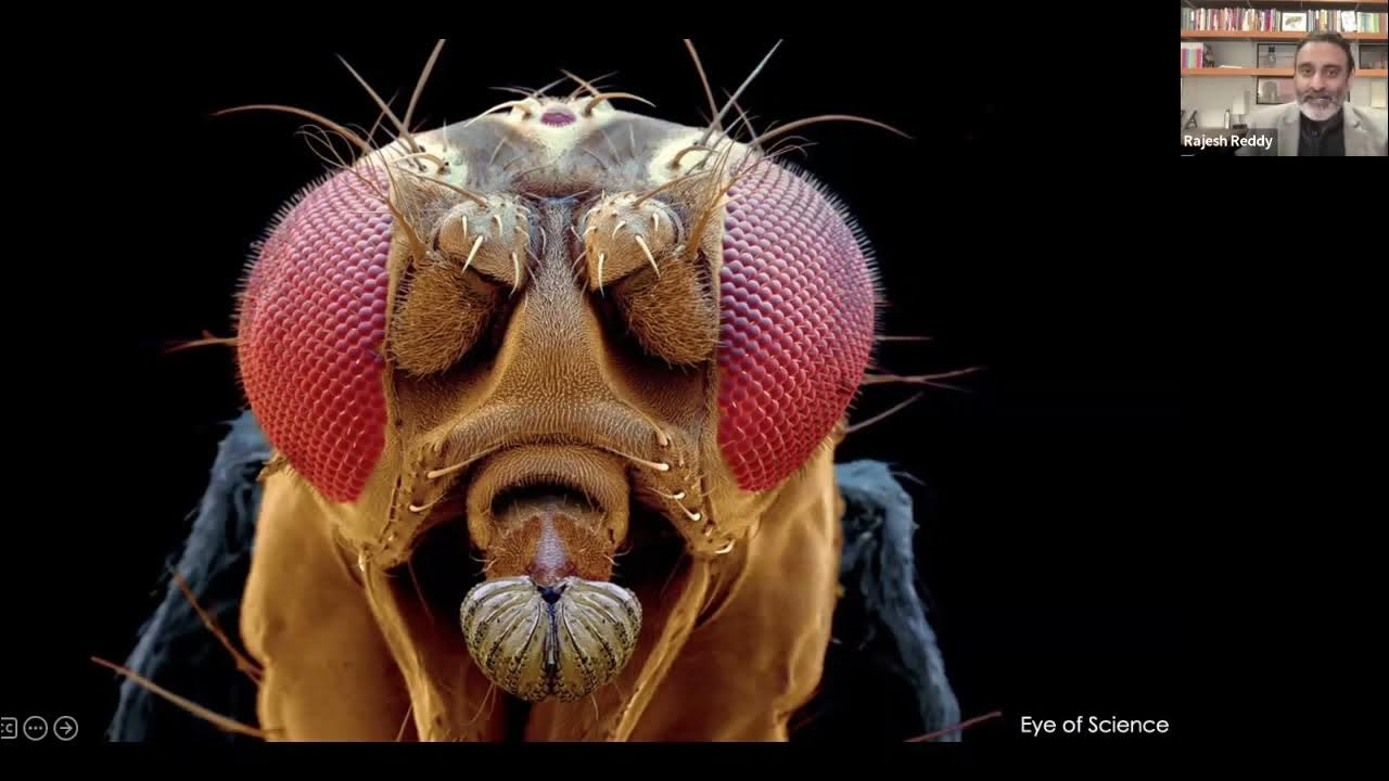 Rajesh Reddy: “The Fly in the Ointment: The Problem and Promise of ...