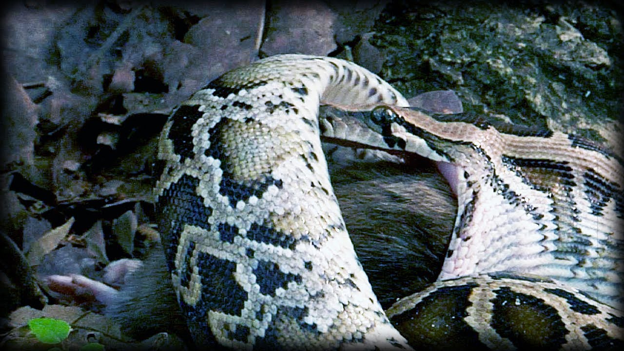 Python eats Rat 08 - Time Lapse - Dangerous Animals - YouTube