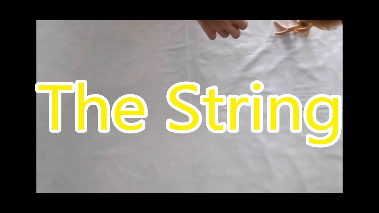 BABY LEARNED CHICK - TRICK 3 - YouTube