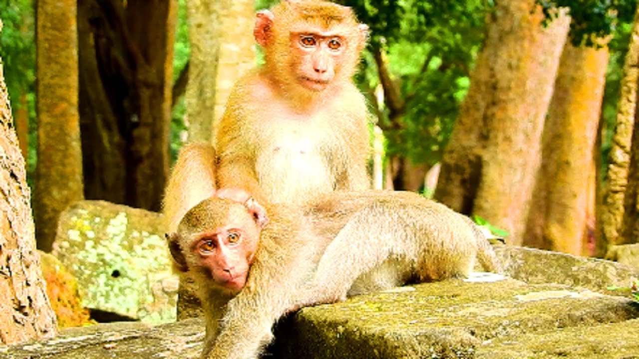 Pretty Rose Monkey Girl, Very Beautiful, and She's Adult! - YouTube