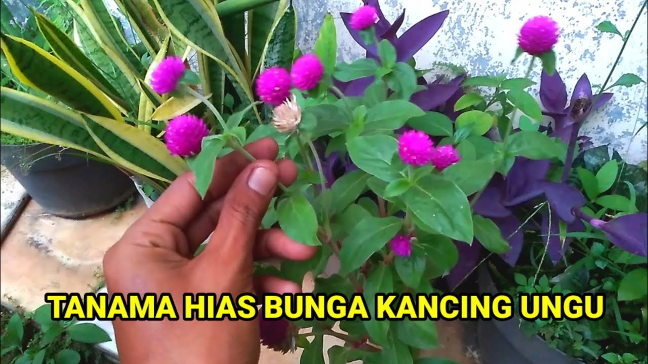 Bunga Kancing Ungu Tumbuh Di Sela Teras - YouTube