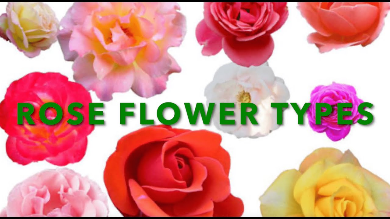 Rose types｜Single｜Semi-double｜HT｜Cup｜ Incurved｜Recurved｜Pompon｜Rosette ...