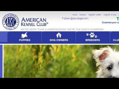 How-To AKC Register A Dog - YouTube