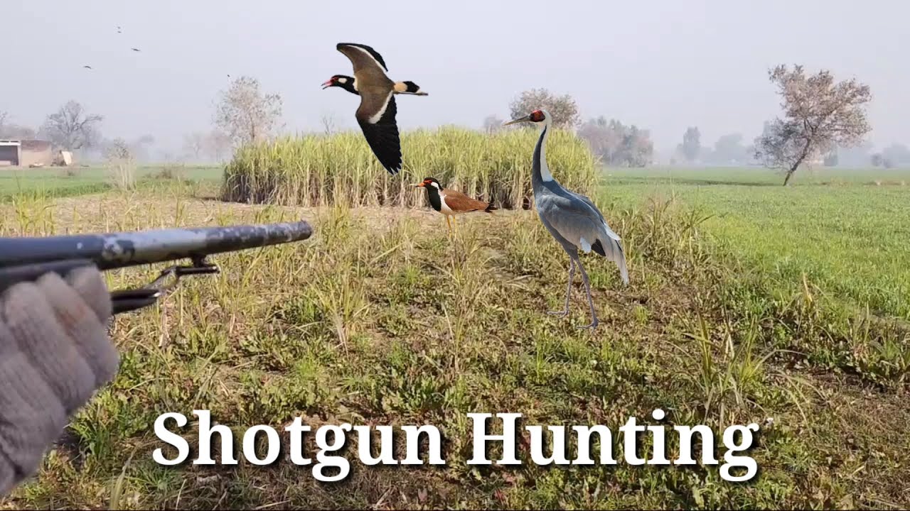 Best Lapwing(tateri ka shikar) Bird Hunting with Shotgun 😲😱 Mudassar ...