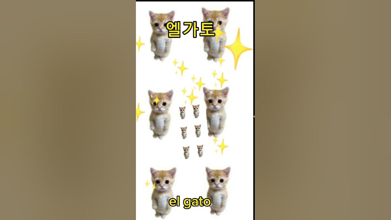 엘가토고양이밈 El Gato Cat Meme Youtube