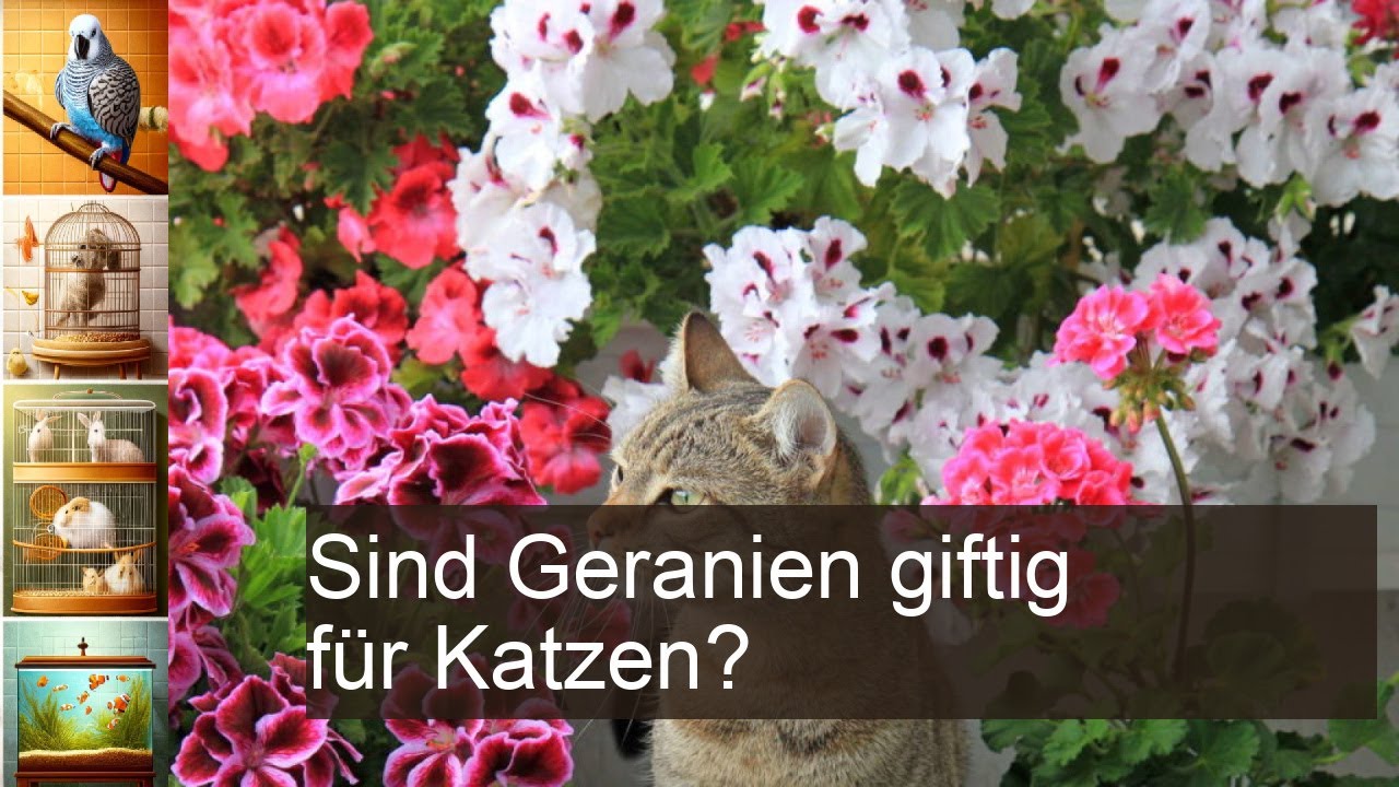 Geranien Katzen Giftig