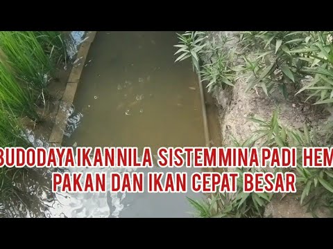 Budidaya Ikan Nila di Sawah padi Bikin Ikan Cepat besar dan Irit pakan ...