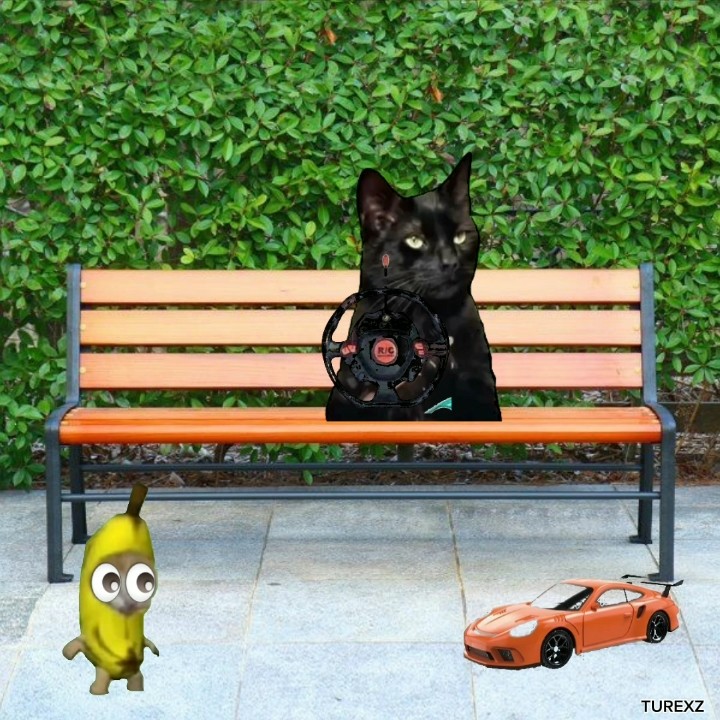 Bananacat got car toy from Choco😺 #catmemes #cat #shorts #fyp # ...