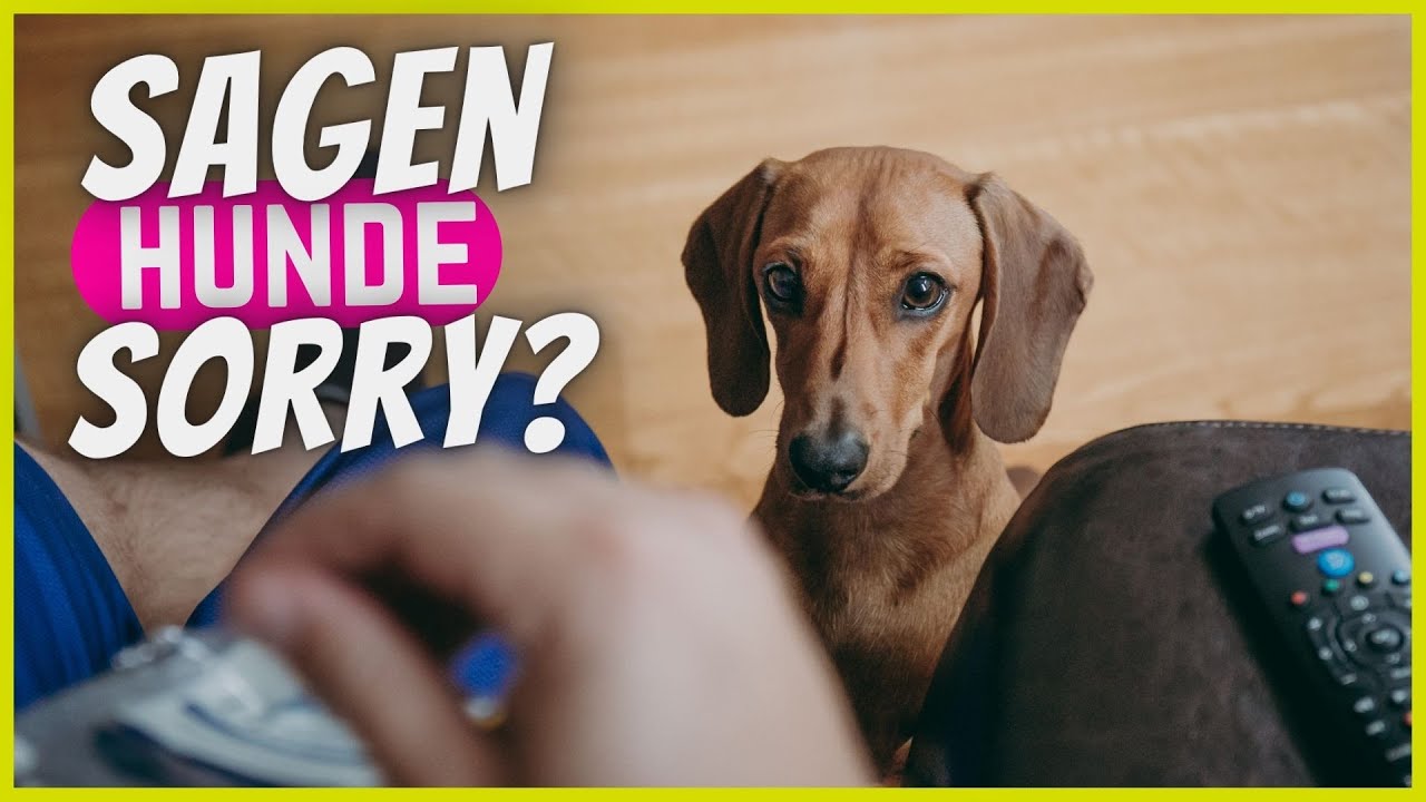 So entschuldigt sich dein Hund bei dir! - YouTube