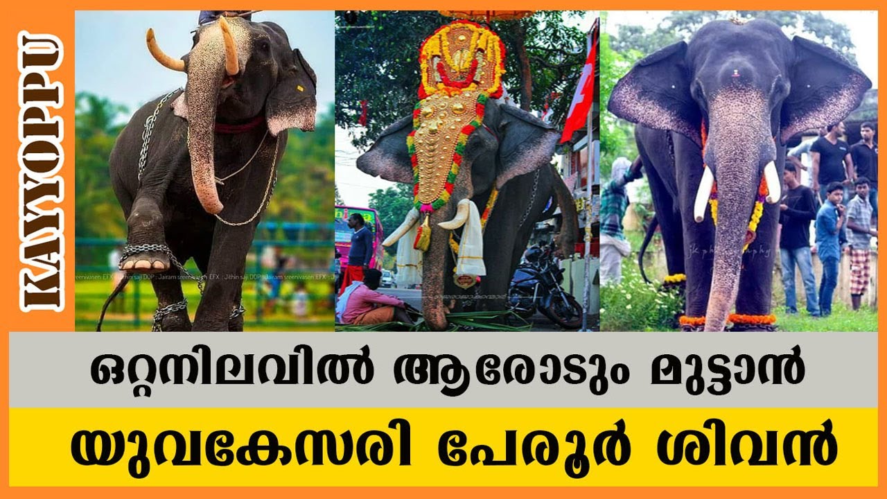 ഒറ്റനിലവോടെ പേരൂർ ശിവൻ | peroor sivan | malayalam @Aanakkaryam ...