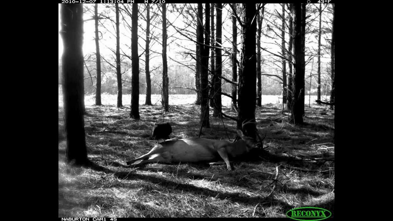 2010 Dead Buck found by my son - YouTube