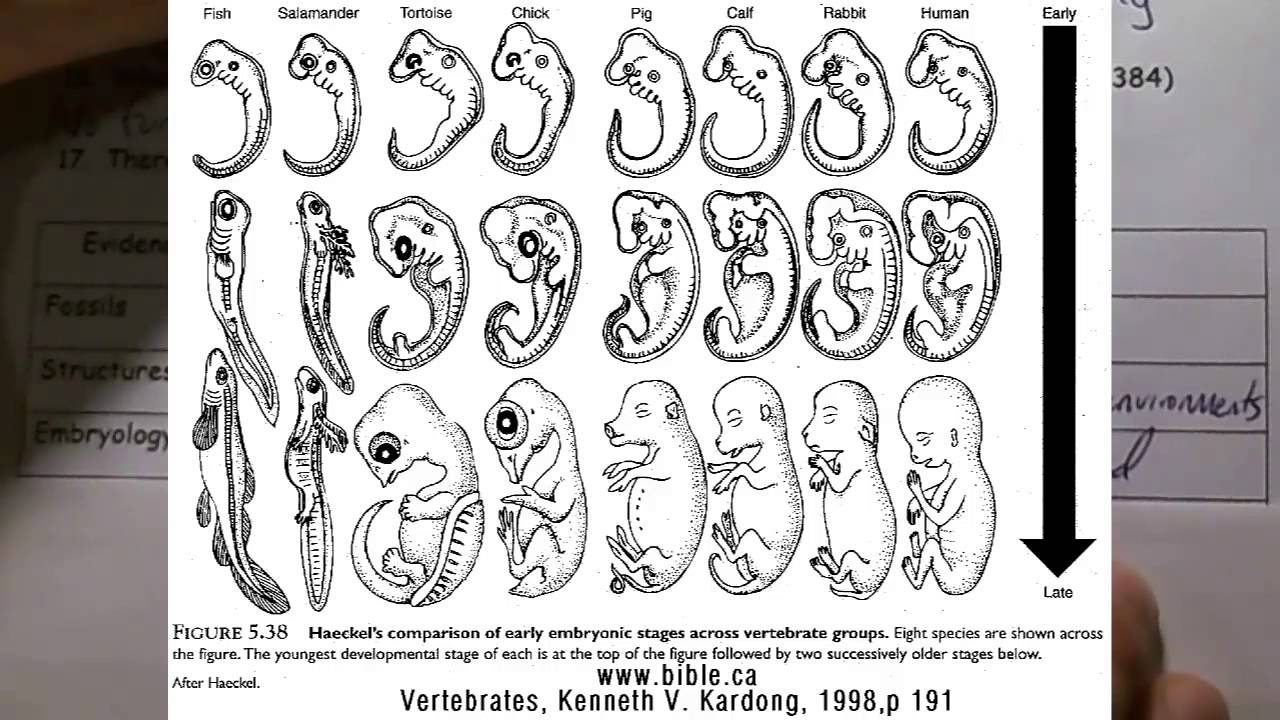 Evolution Study Guide Review - YouTube