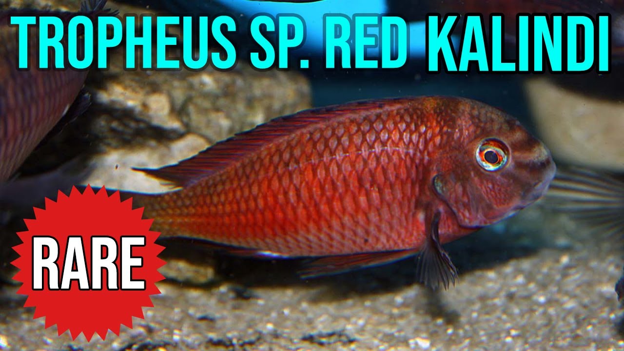 WILD | Tropheus sp. "red" KALINDI | rare red Tropheus variant - YouTube