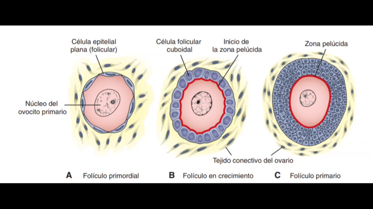 Gametogenesis: transformación de las células terminales en gametos ...