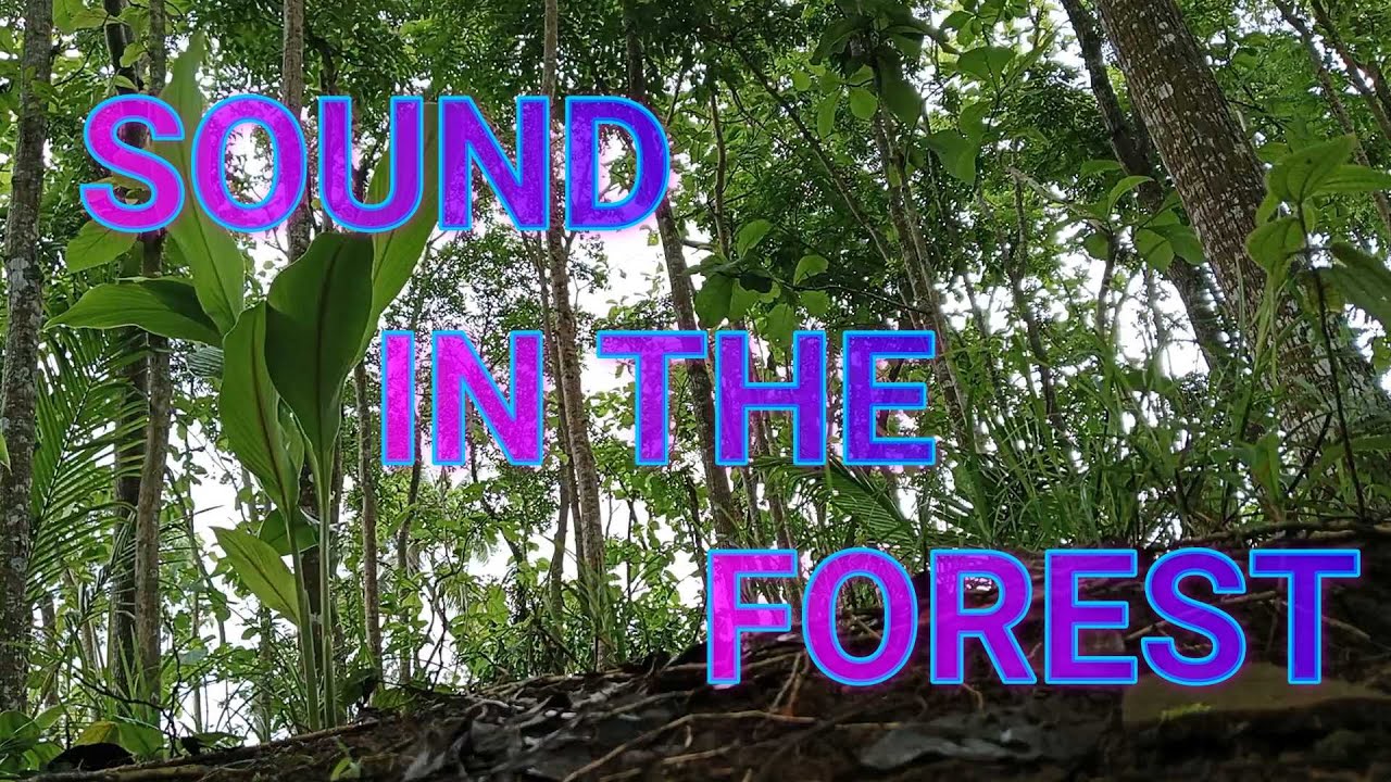 Sound in the Forest - YouTube
