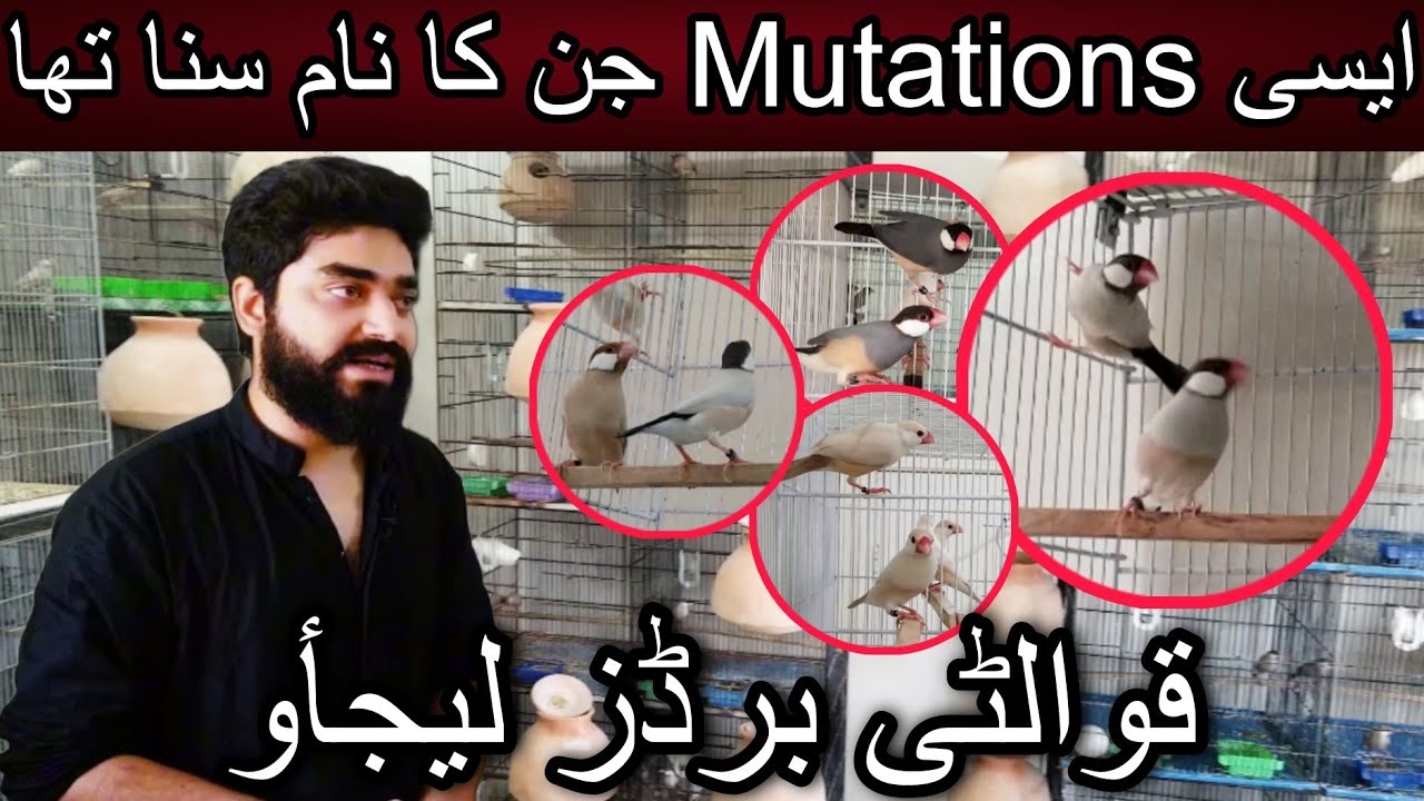 High mutations java setup in karachi | Cheap price birds | Fawn agate ...