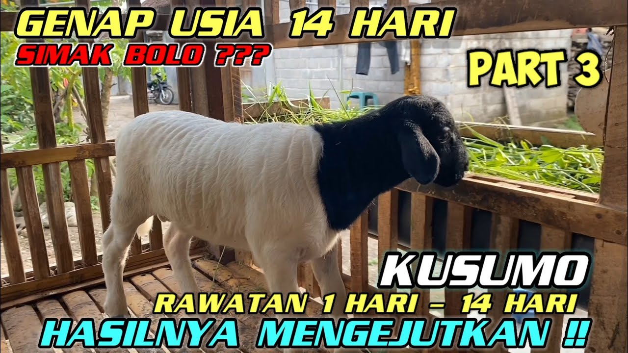 PART 3 CARA MERAWAT CEMPE DOMBA AGAR CEPAT GEMUK BESAR KUSUMO SOBO ...