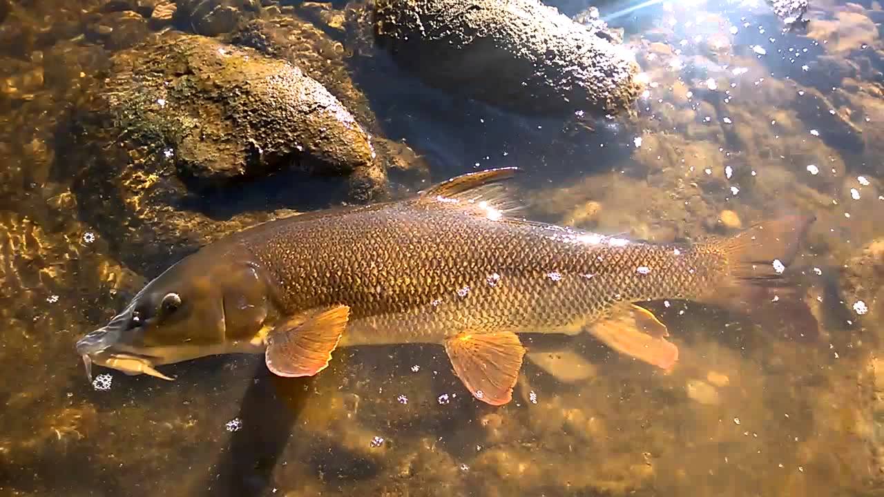 Gros barbeaux ... - YouTube