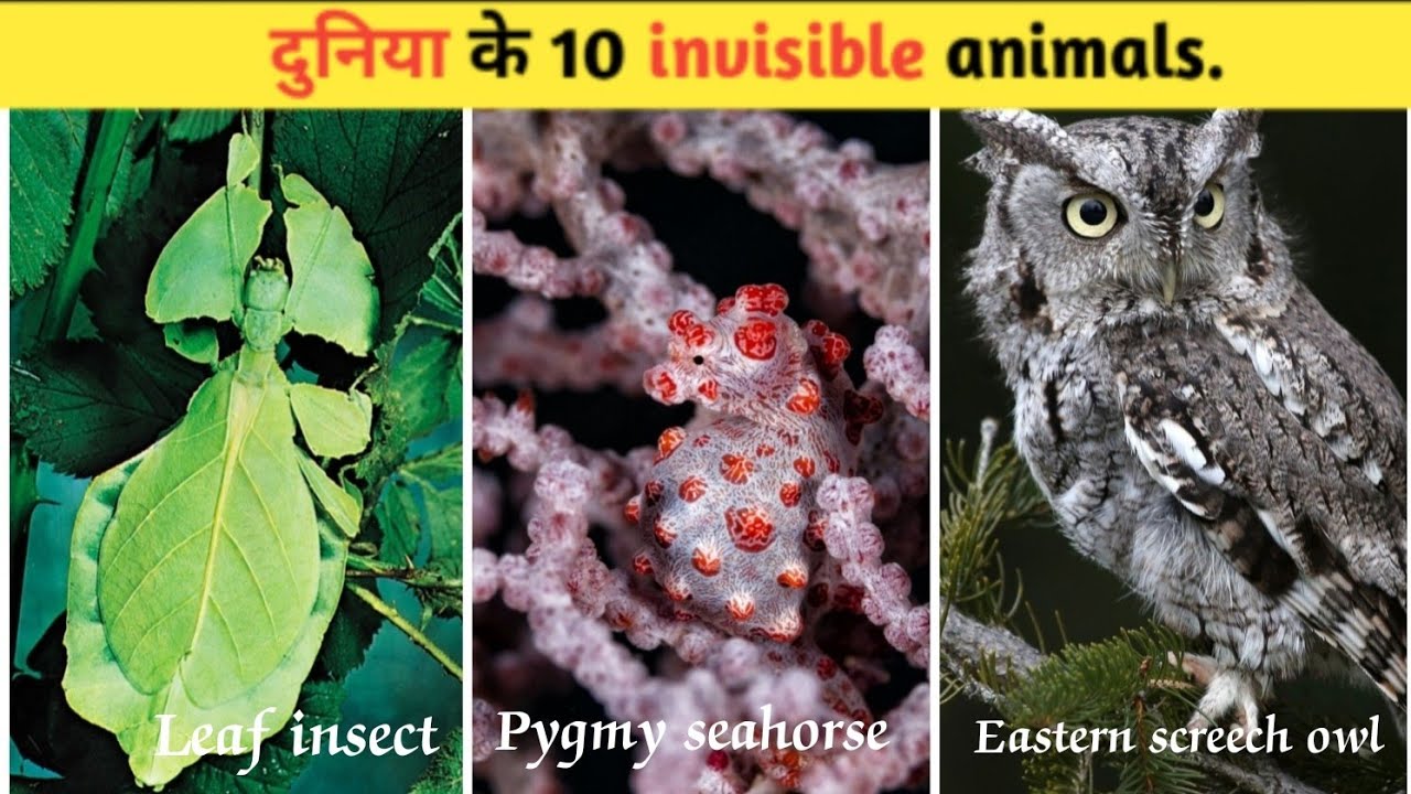 दुनिया के 10 Invisible Animals. Amazing facts about them. #amazingfacts ...