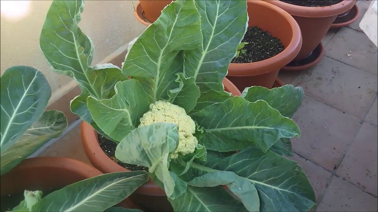 COSECHA DE BROCOLI Y COLIFLOR / LA TERRRAZA HUERTO DE ESTEBAN - YouTube