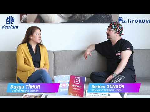 Kediler Ne Zaman Çiftleştirilmeli?