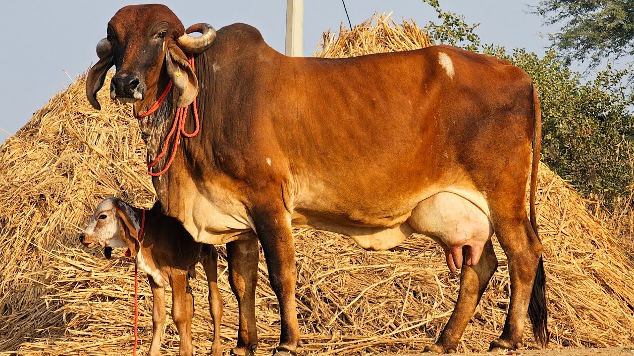 Brazilian Udder Gir Gaumata At Yadav Dairy Farm Ajmer Rajsthan शानदार ...