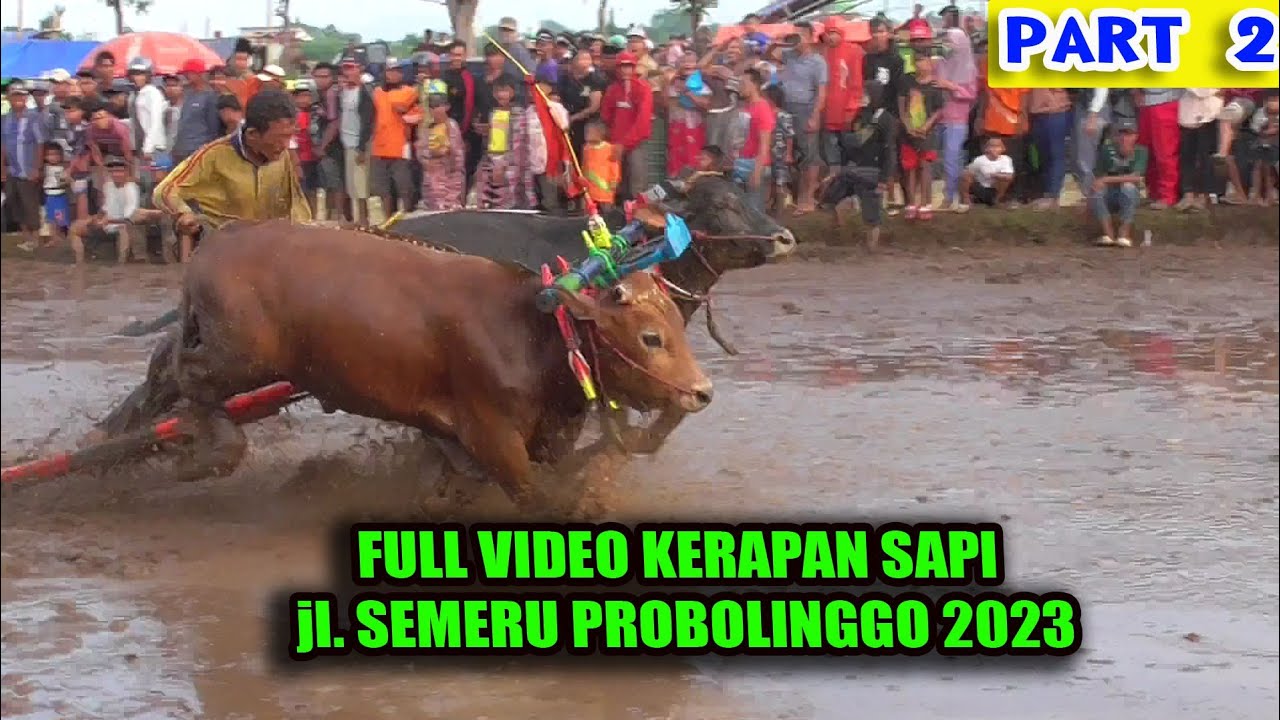 Kerapan sapi brojol probolinggo, jl. semeru kademangan - bamis vlog - YouTube