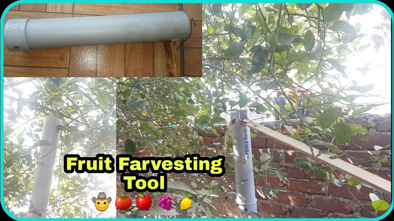 How to make a fruit picker tool 🤠🍋|| Homemade fruit picker tool 🍎|fruit ...