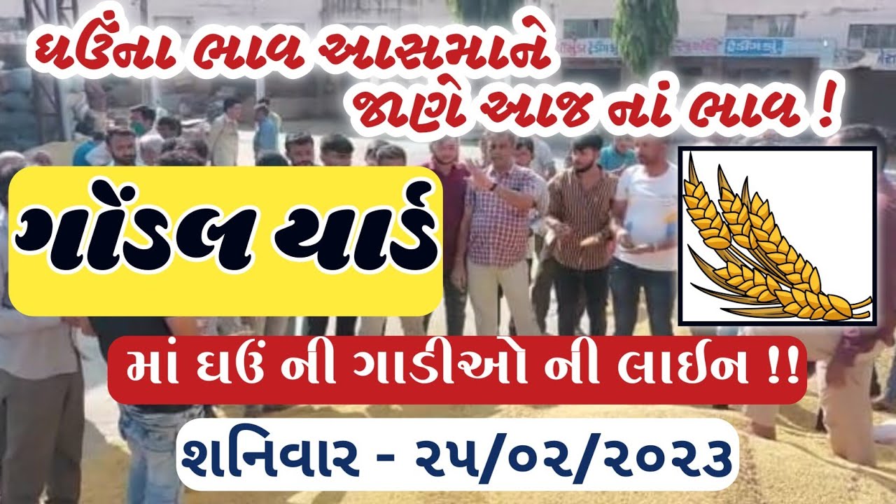 Ghav na bhav | ૨૫/૦૨/૨૦૨૩| ઘઉંના ભાવ | aaj na bhav na bhav | wheat ...