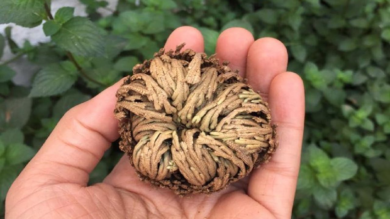 Resurrection Plant Rose of Jericho - YouTube