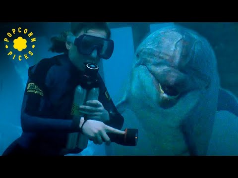 How Dolphins Can Prevent A Shark Attack | Jaws 3D