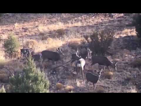 200 Inch Mule Deer - YouTube