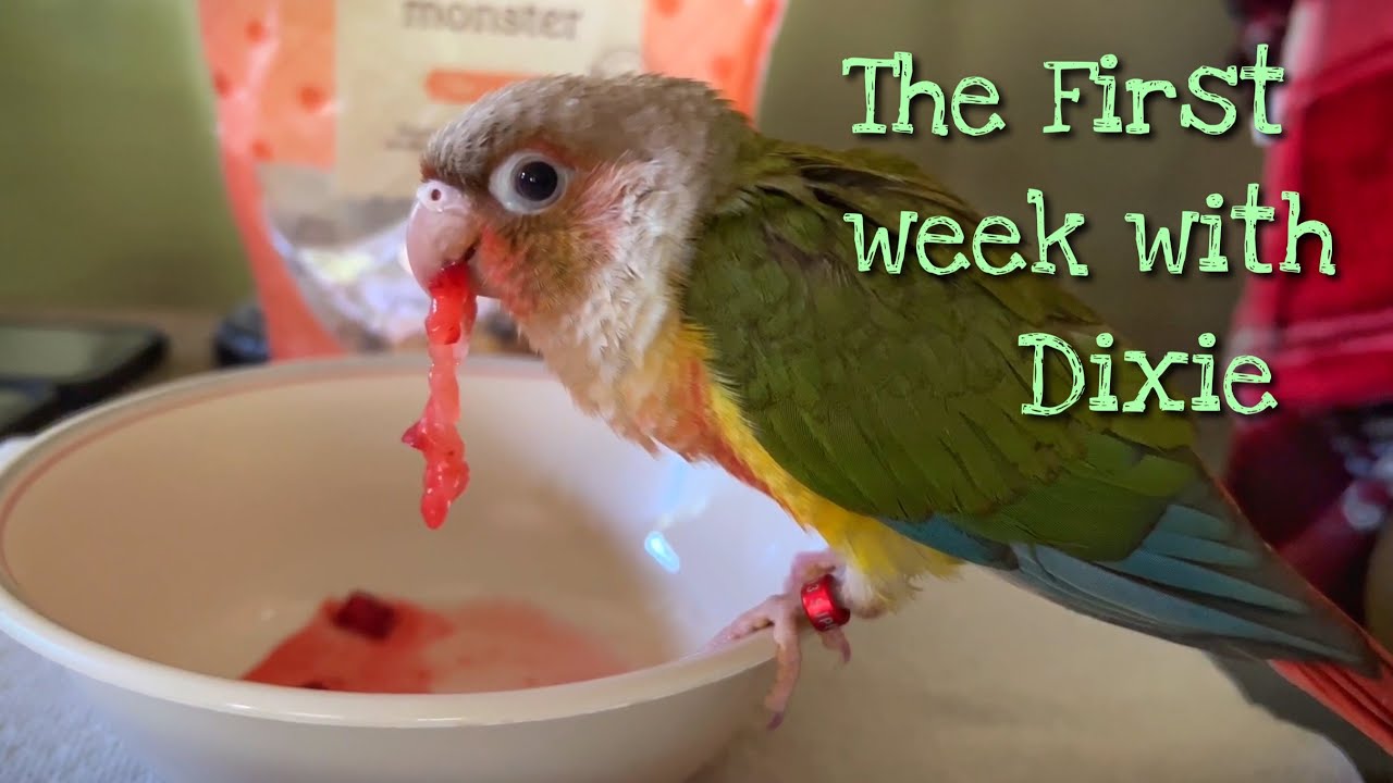 The first week with our 3 month old Pineapple Green Cheek Conure! - YouTube