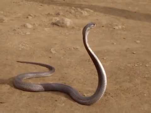 Sarp Mitra Deepak Deshmukh ,सर्प मित्र दीपक देशमुख(Snake Friend) 2 ...