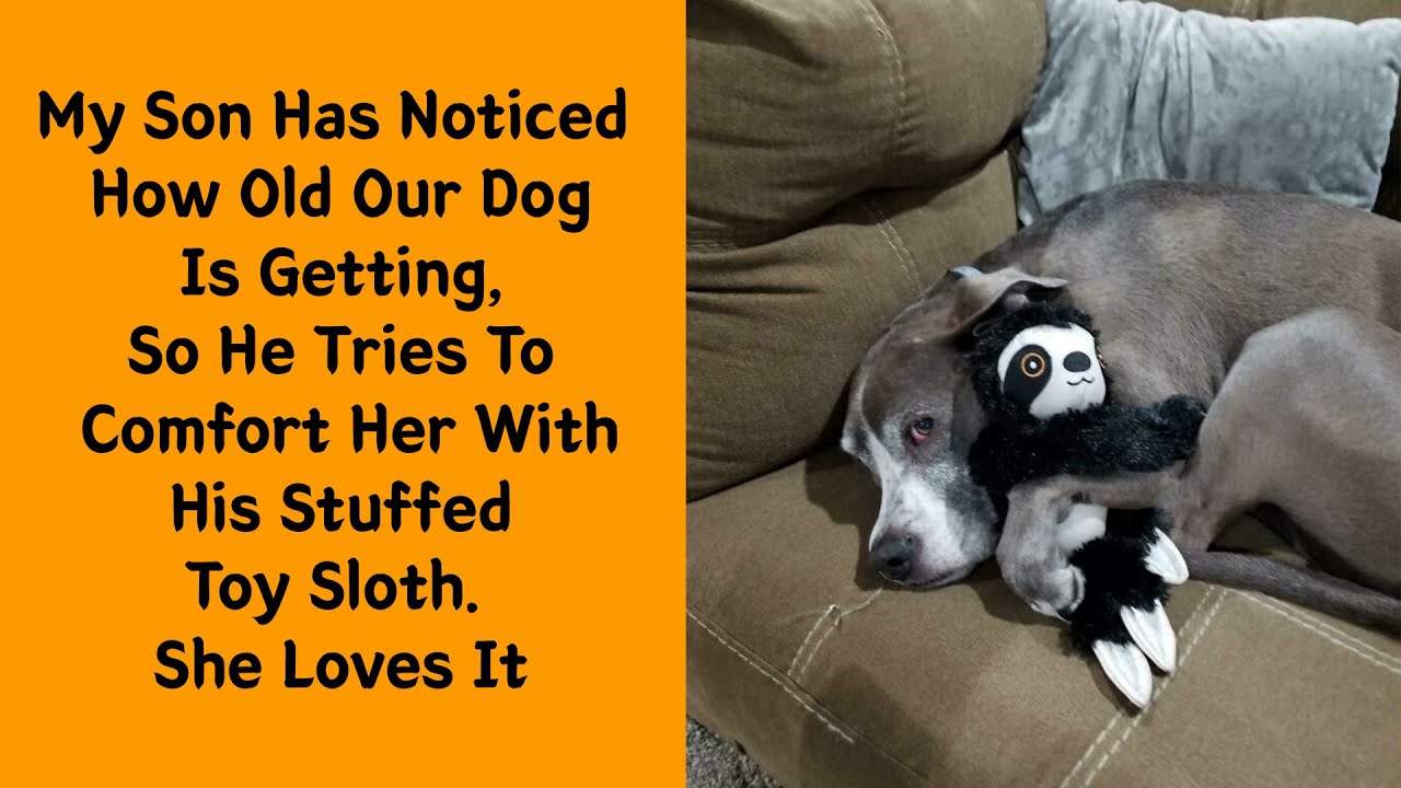 50 Uplifting Dog Posts To Make Your Day Better - Cute dog - YouTube