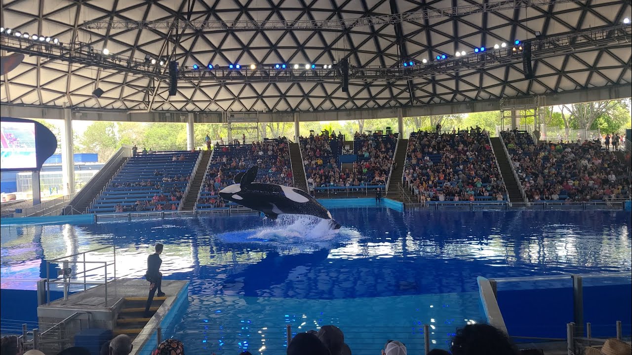 One Song With Kyuquot And Tuar Orca Encounter At SeaWorld San Antonio 8 ...