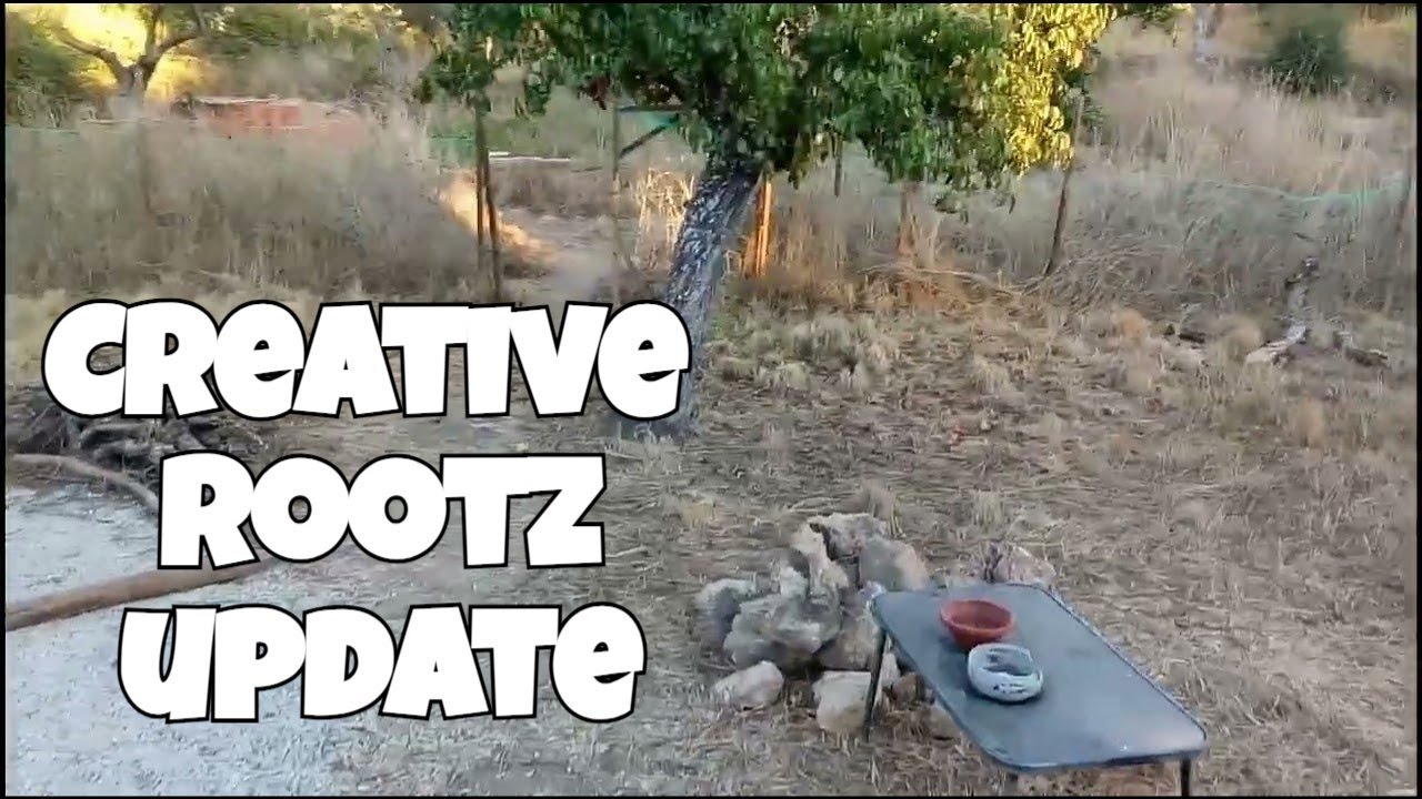 Preparing for Creative Rootz Next Phase - YouTube