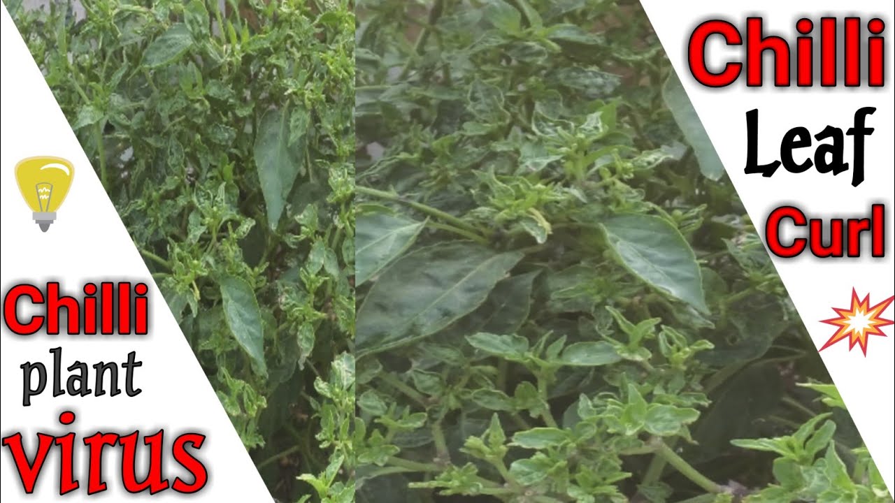 chilli leaf curl virus control homemade fertilizer/Best fertilizer for ...