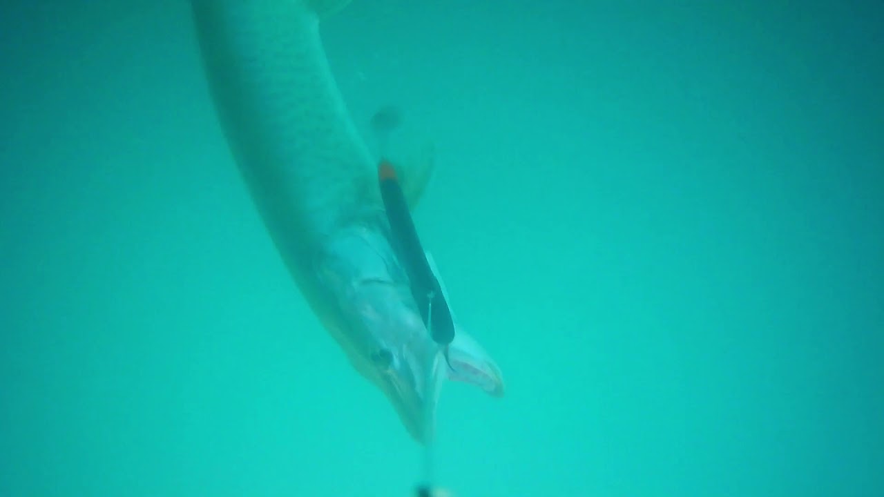 Underwater Video Catching a Detroit River Musky on a Bondy Bait - YouTube