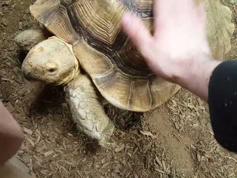 Tour of paradise pets Johnston Rhode Island cool stuff alligator ...