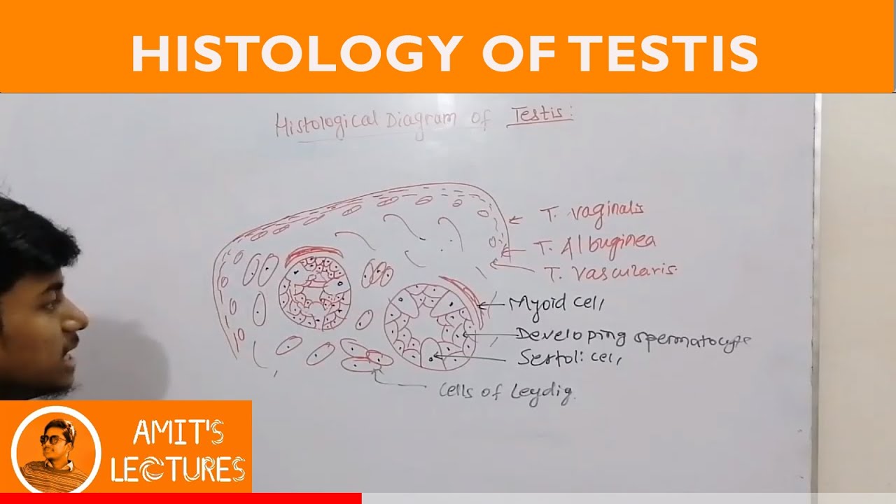 Histological Diagram of Testis | Histology | UHS - YouTube