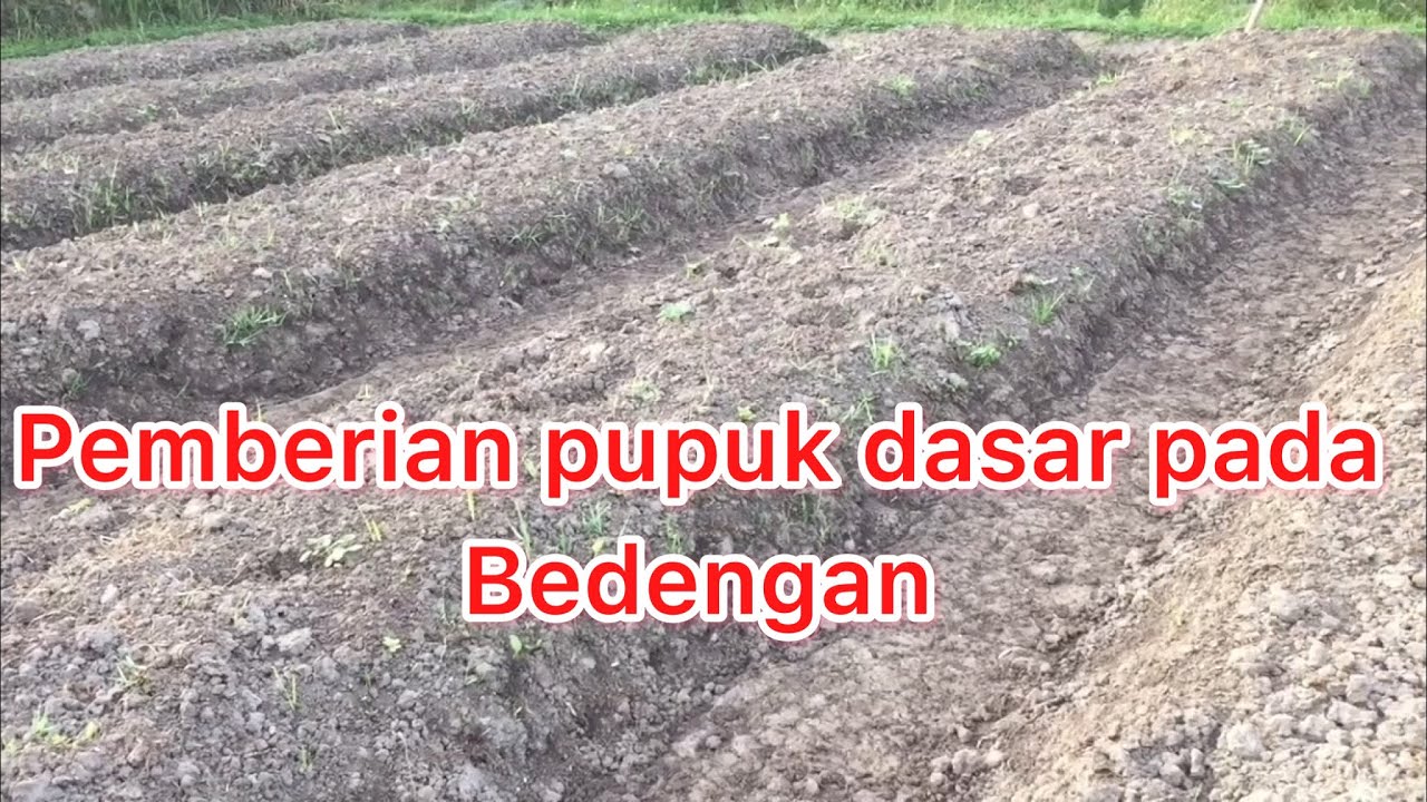 Cara pemberian Pupuk dasar pada bedengan untuk tanaman cabe #pupukdasar ...