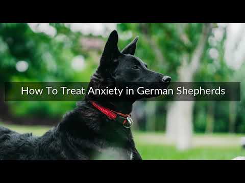 How to Handle German Shepherd Dog Anxiety [+video]