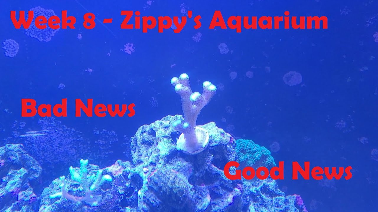 Saltwater Aquarium Fish Tank Week 8 - Good and Bad news - YouTube